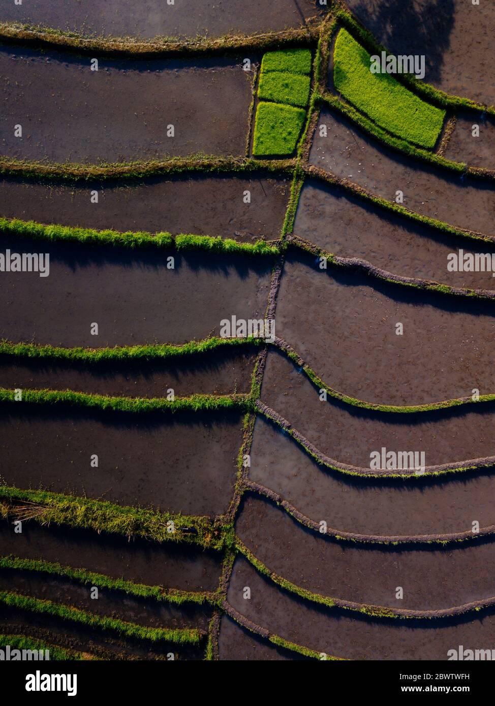 Indonesia, Bali, Aerial view of terraced rice paddies Stock Photo - Alamy