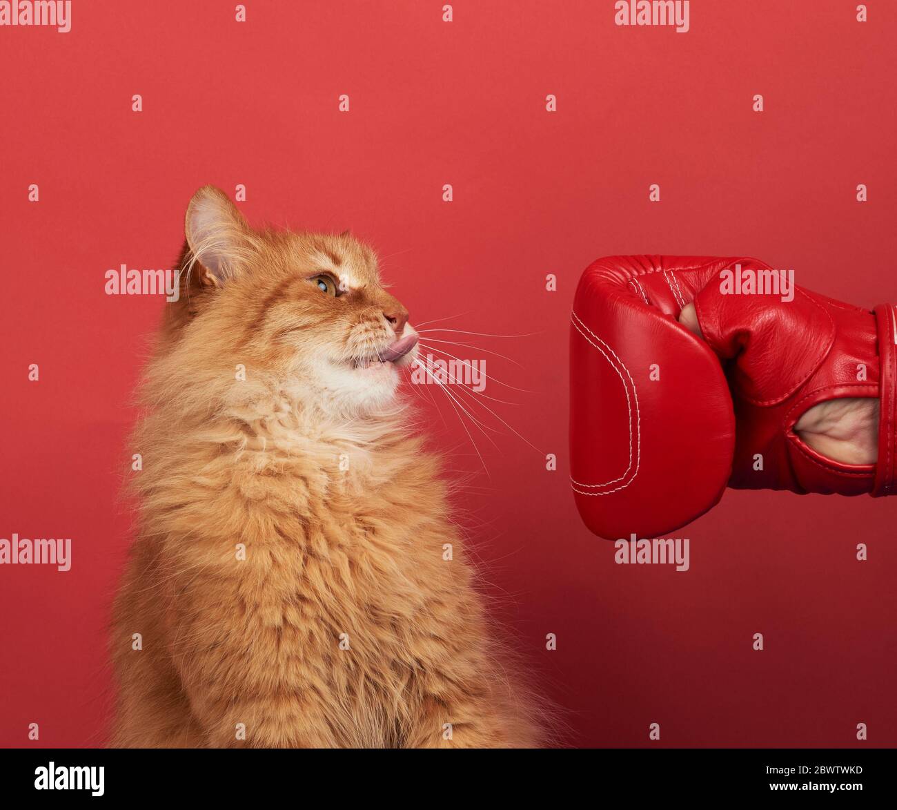 adult red cat fights with a red boxing glove. Funny and playful on a ...