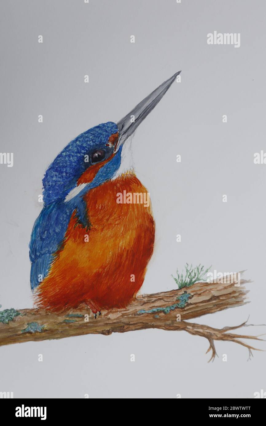Hand painted kingfisher Stock Photo - Alamy