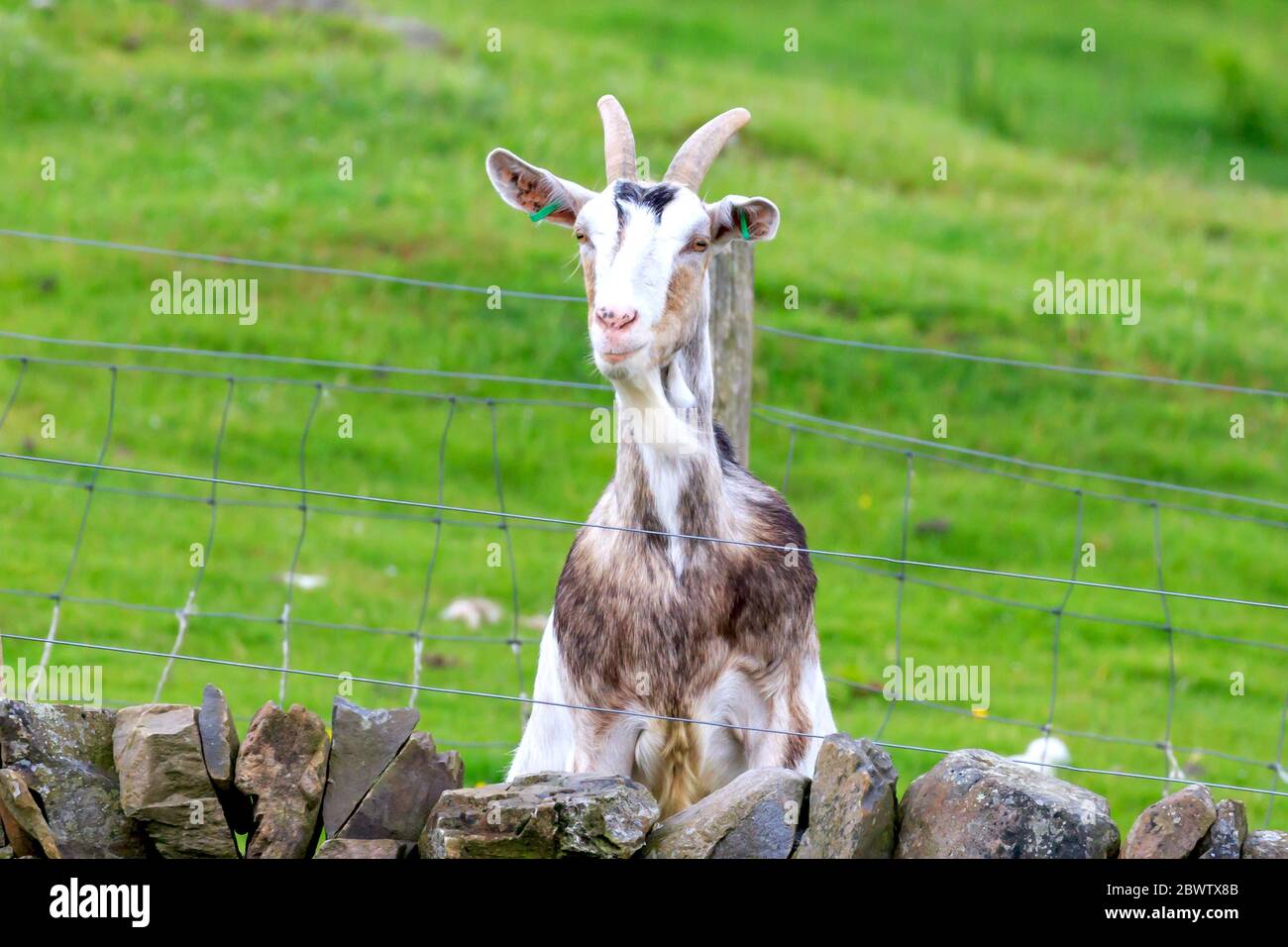 Goat looking over a wall hi-res stock photography and images - Alamy