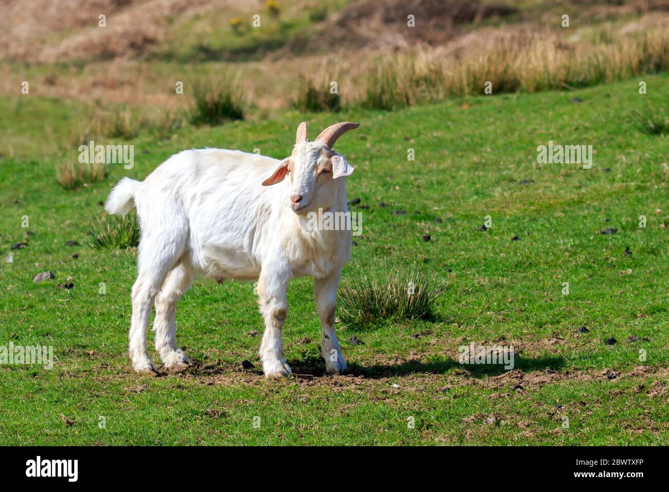 Sunlit young white Boer Goat with horns standing in a meadow Stock ...