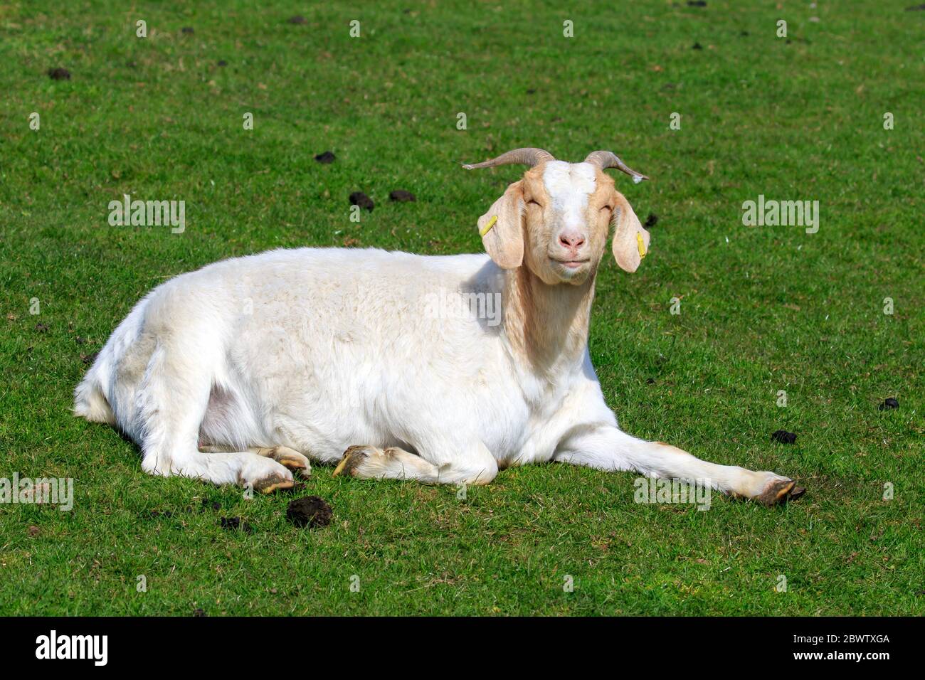 Sunlit White and brown Boer Goat lying down in a meadow Stock Photo - Alamy