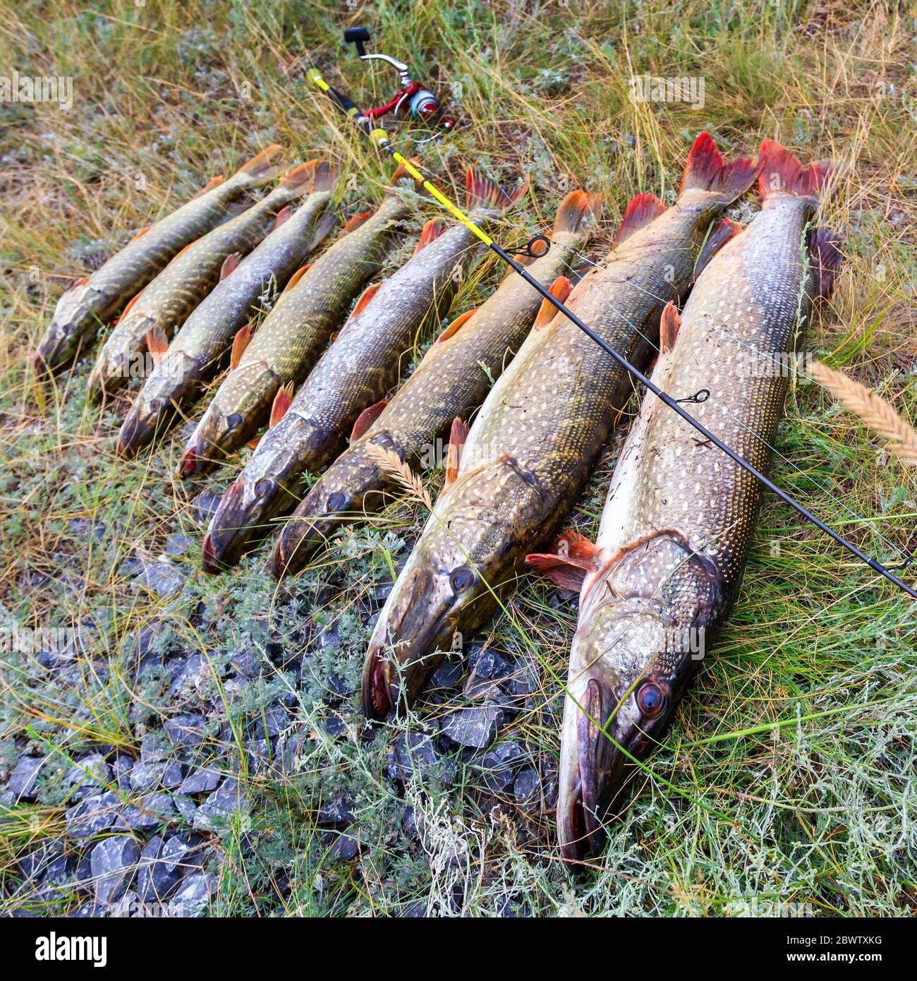 Rod with fish hi-res stock photography and images - Alamy