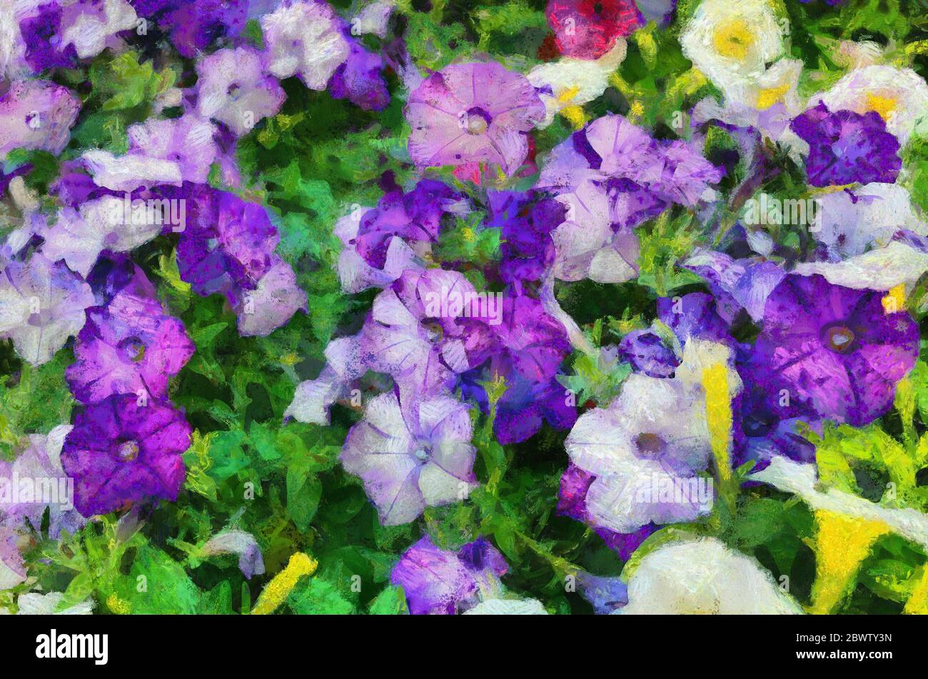 Purple flower bush The flowers have a bright purple spittoon ...