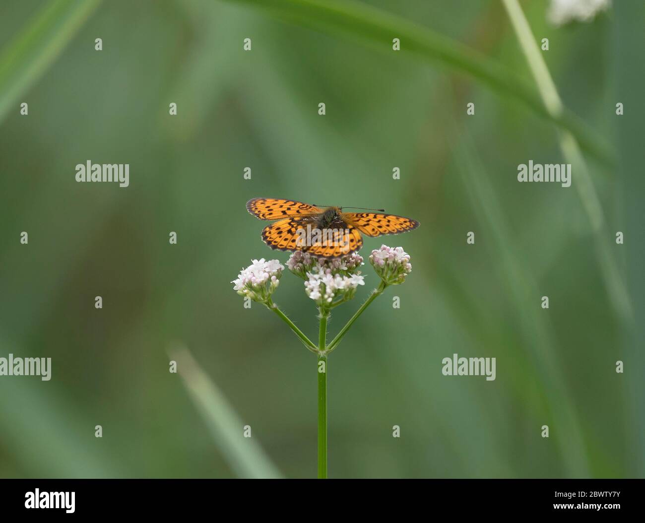 Twin spot fritillary brenthis hecate hi-res stock photography and ...