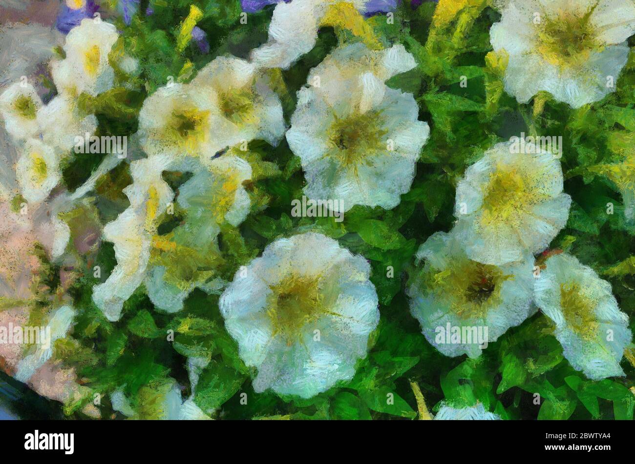 Purple and pale yellow bushes, flowers with bright purple spittoon ...