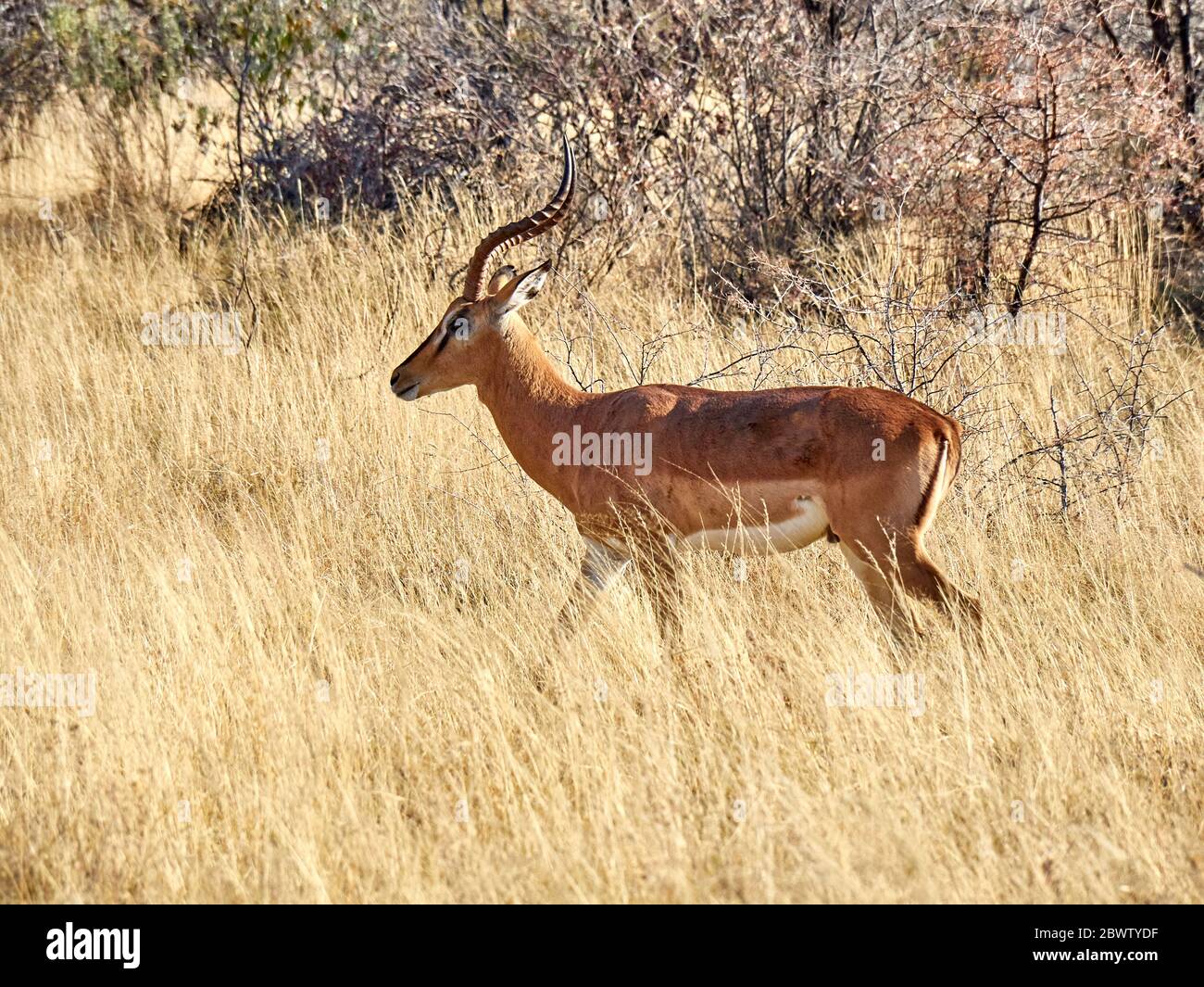 Gazelle walking hi-res stock photography and images - Alamy