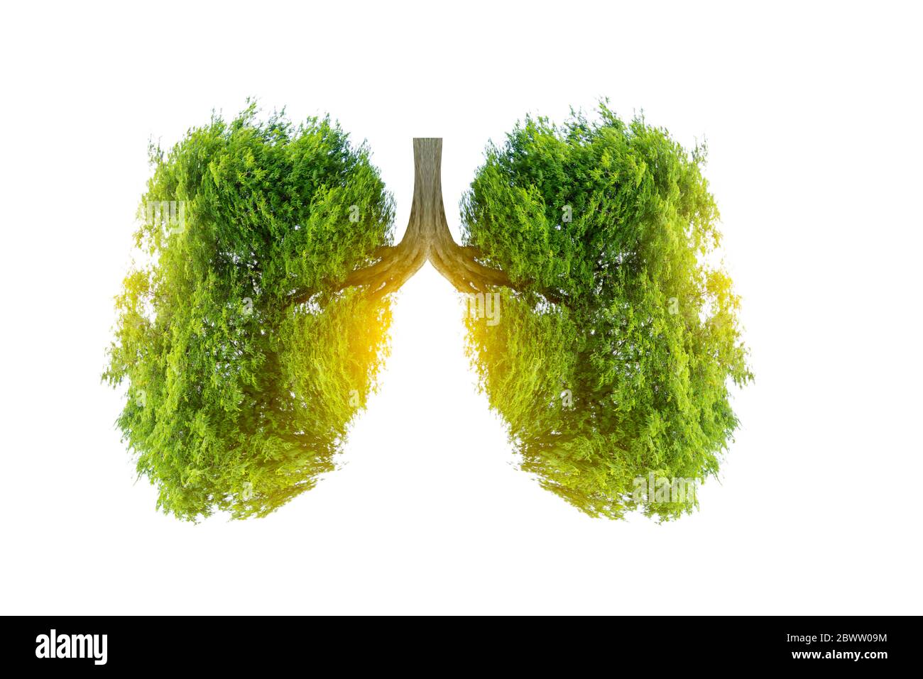Illustration of lung tree (Environment and Medicine Stock Photo - Alamy