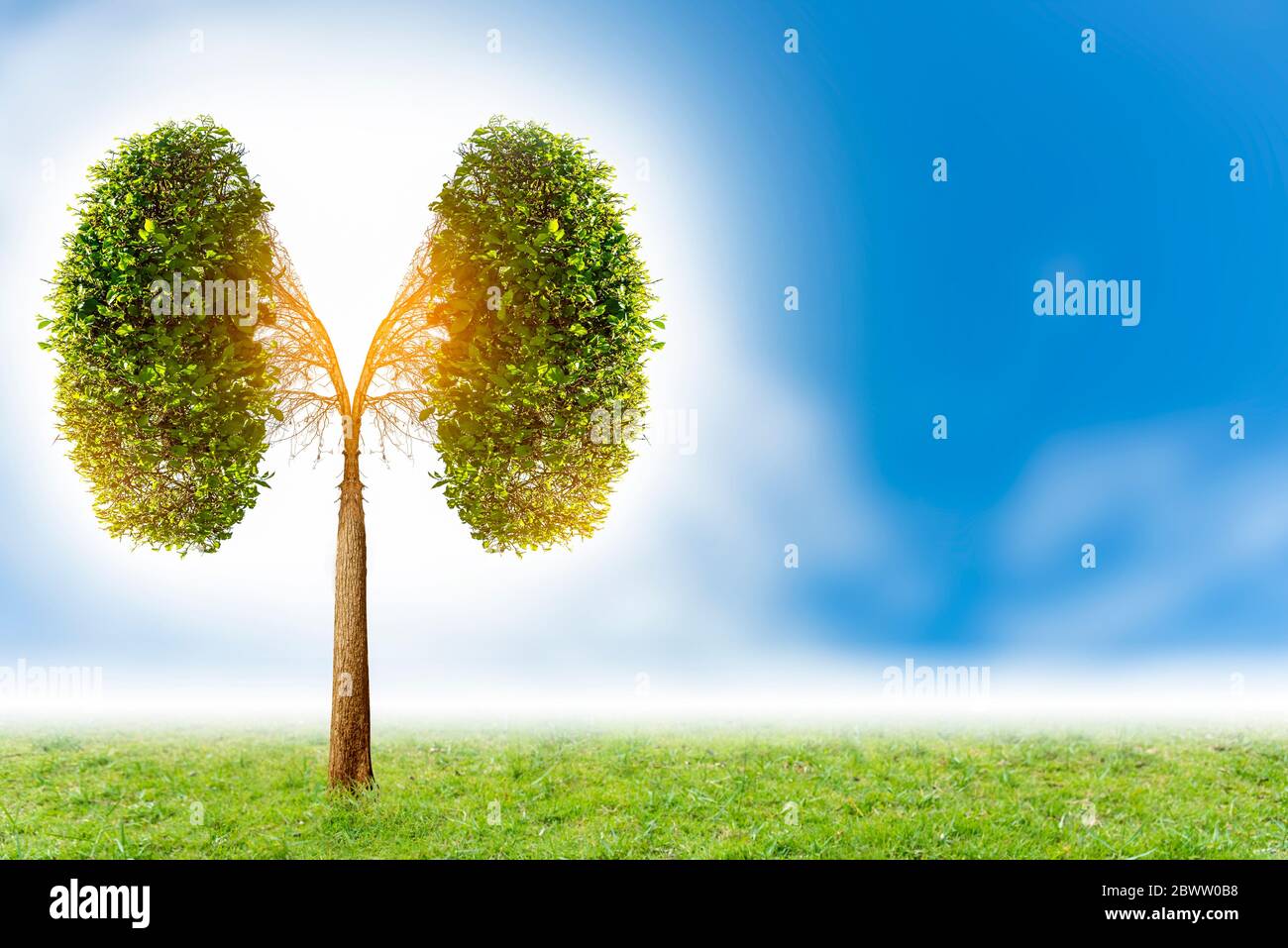 Lung tree illustration hi-res stock photography and images - Alamy