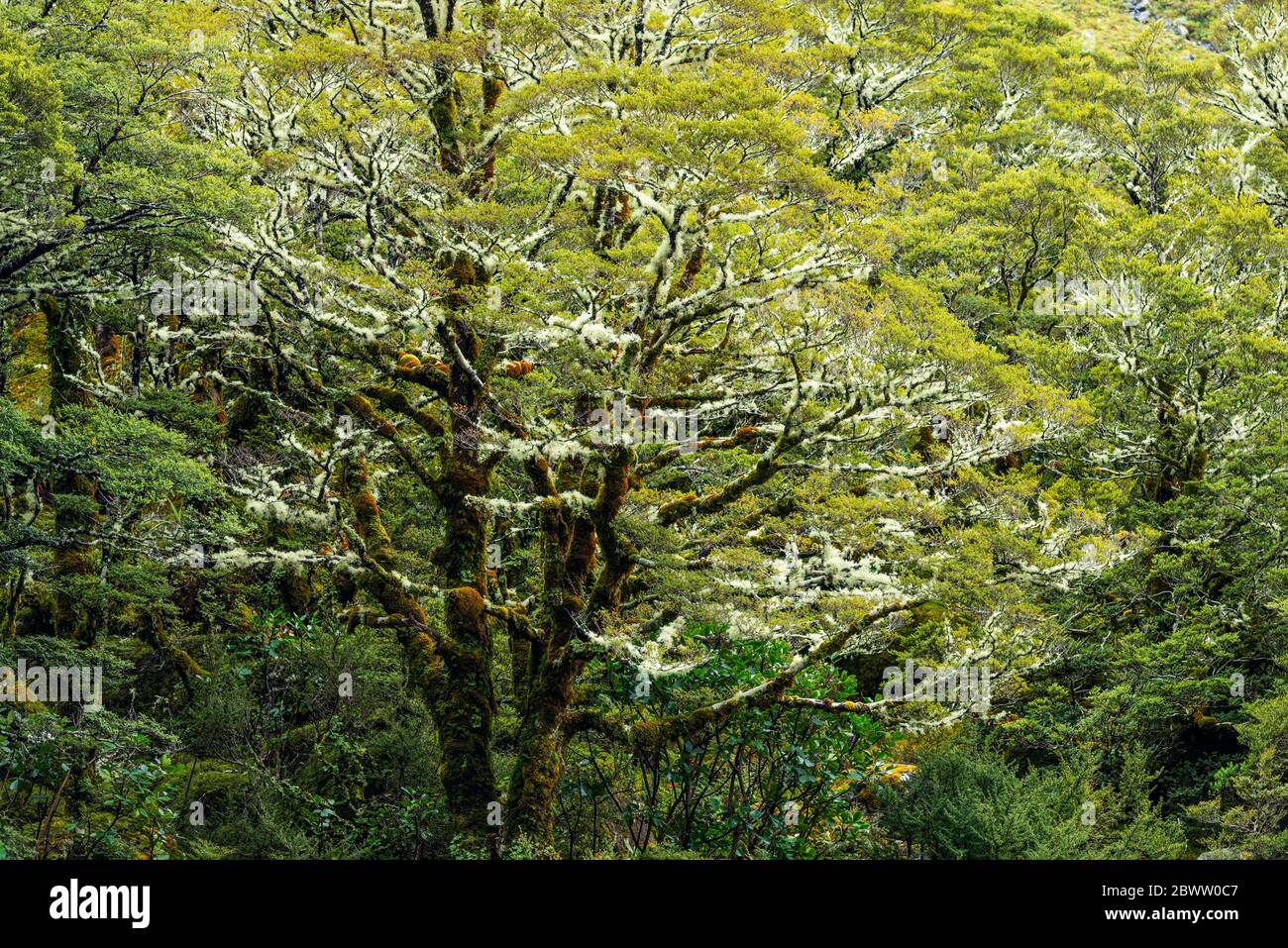 New Zealand, Southland, Green beech tree covered in lichen Stock Photo ...