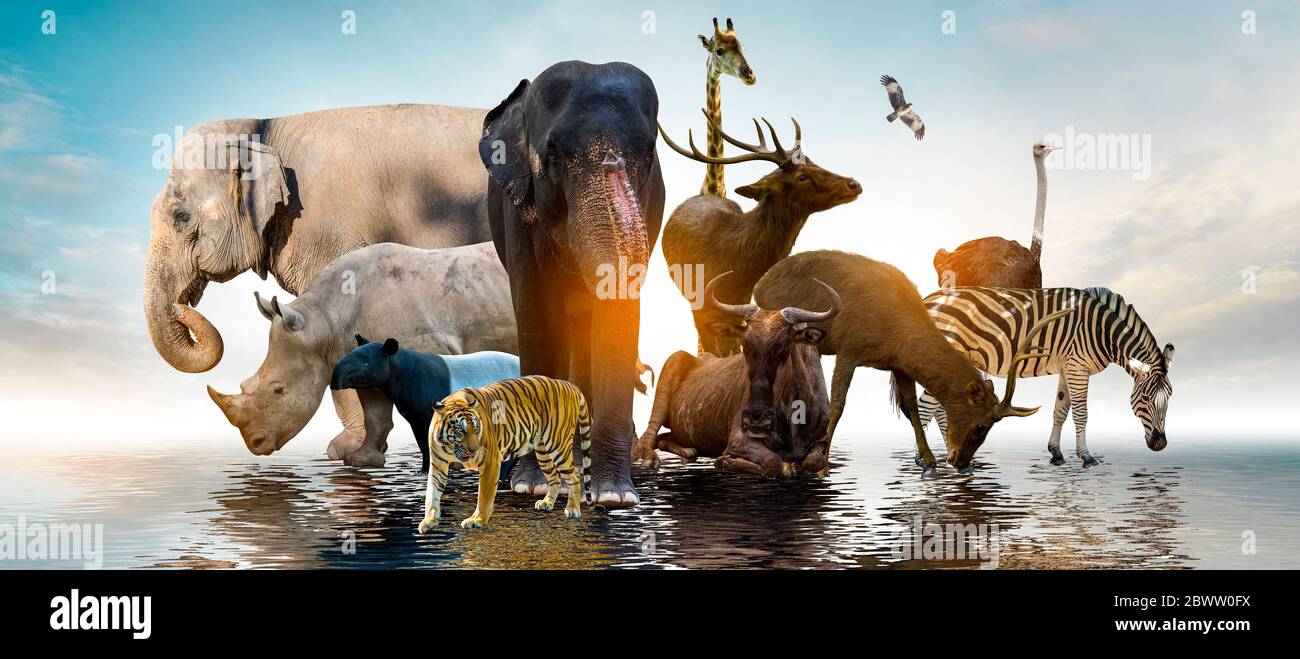 Wildlife Conservation Day Wild animals to the home. Or wildlife ...