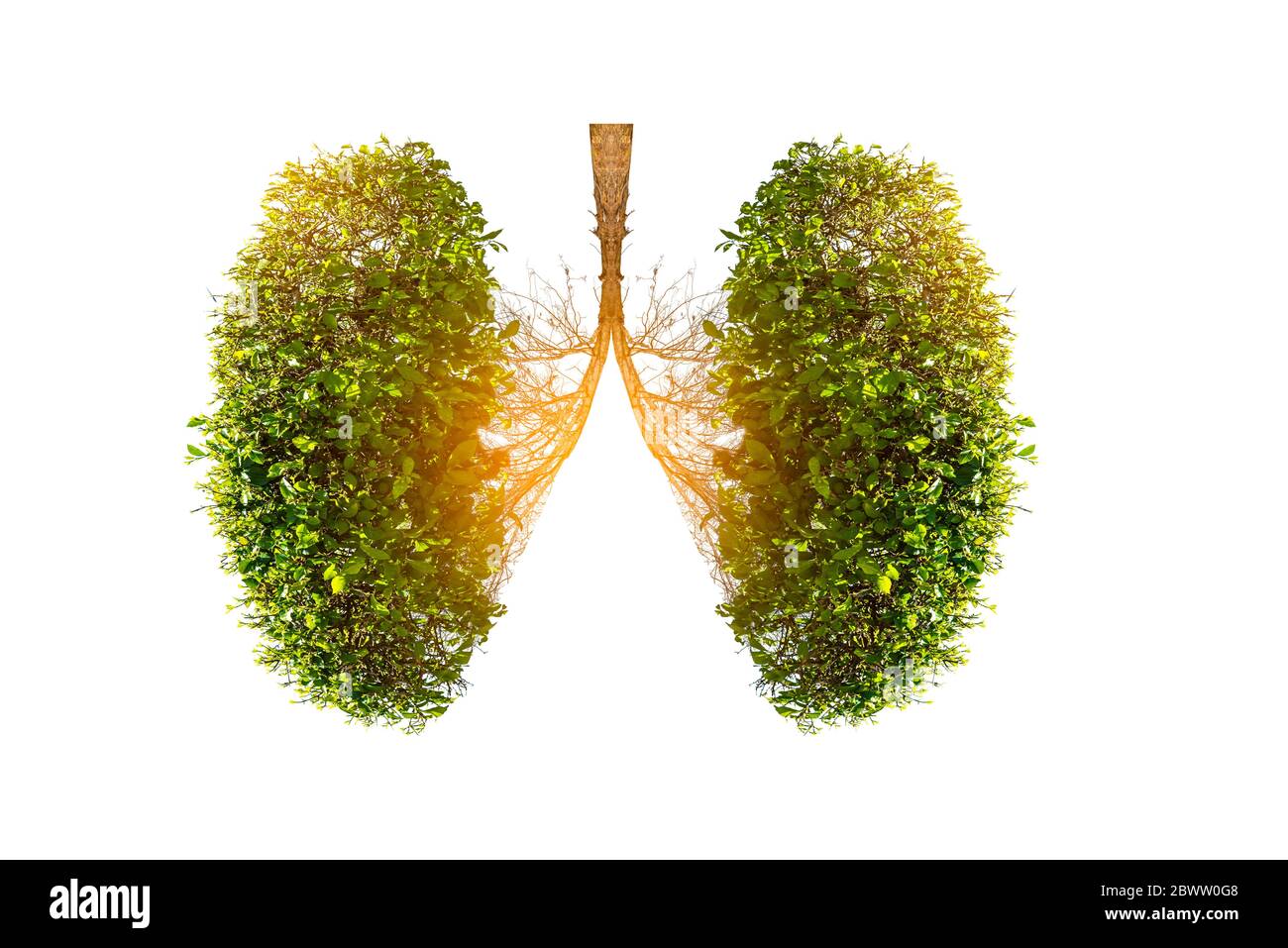 Illustration of lung tree (Environment and Medicine Stock Photo - Alamy
