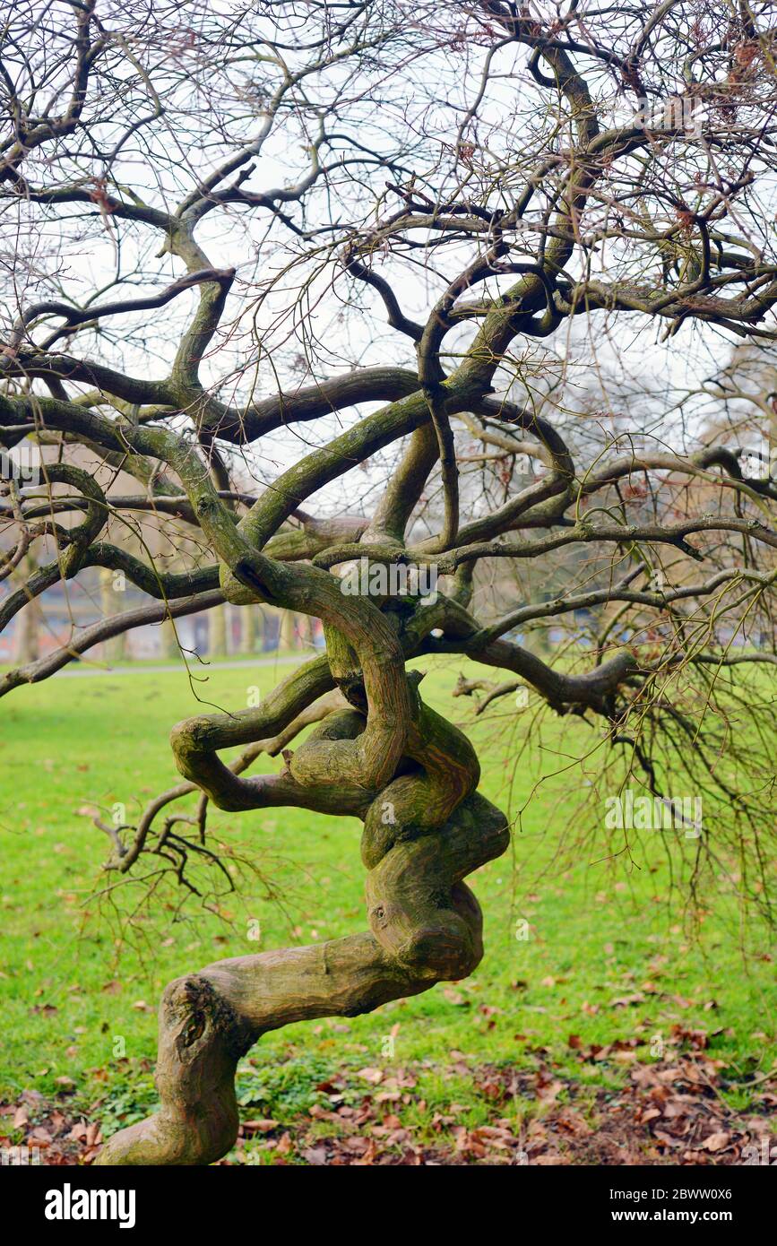 Beautiful knotted tree outdoor in a park in the nature Stock Photo - Alamy