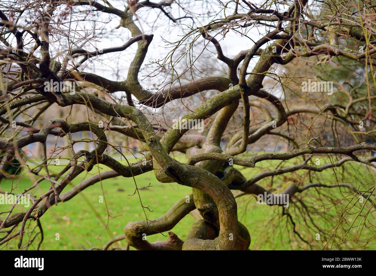 Knotted tree with a special form on the green outdoor in the nature ...