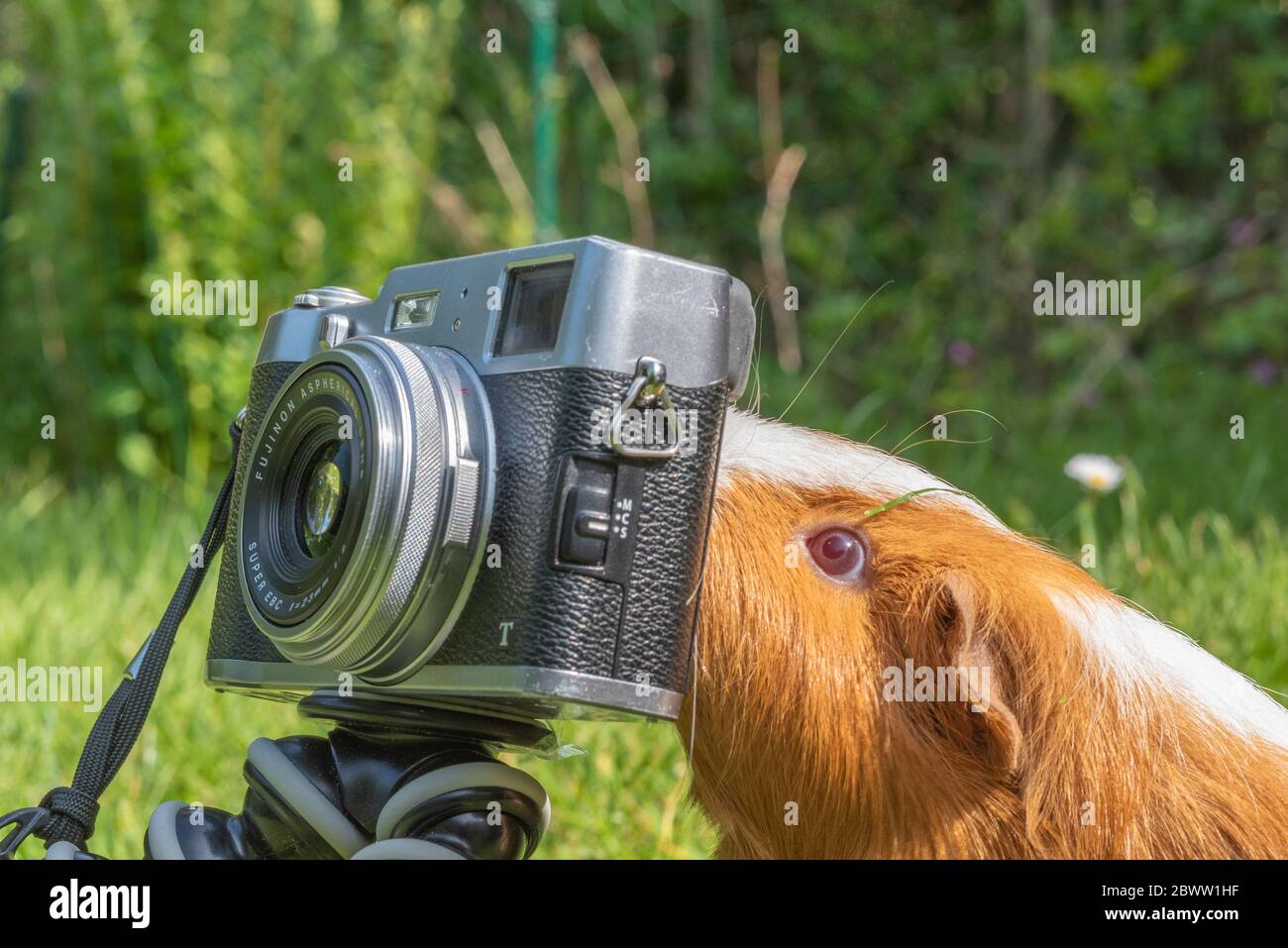 Photography for Guinea Pigs Stock Photo - Alamy