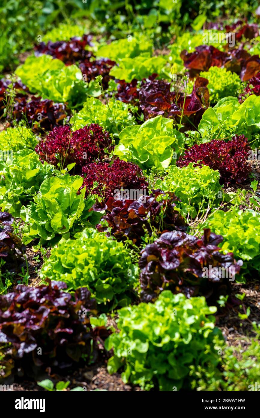 Germany, Green and purple lettuce growing in vegetable garden Stock ...