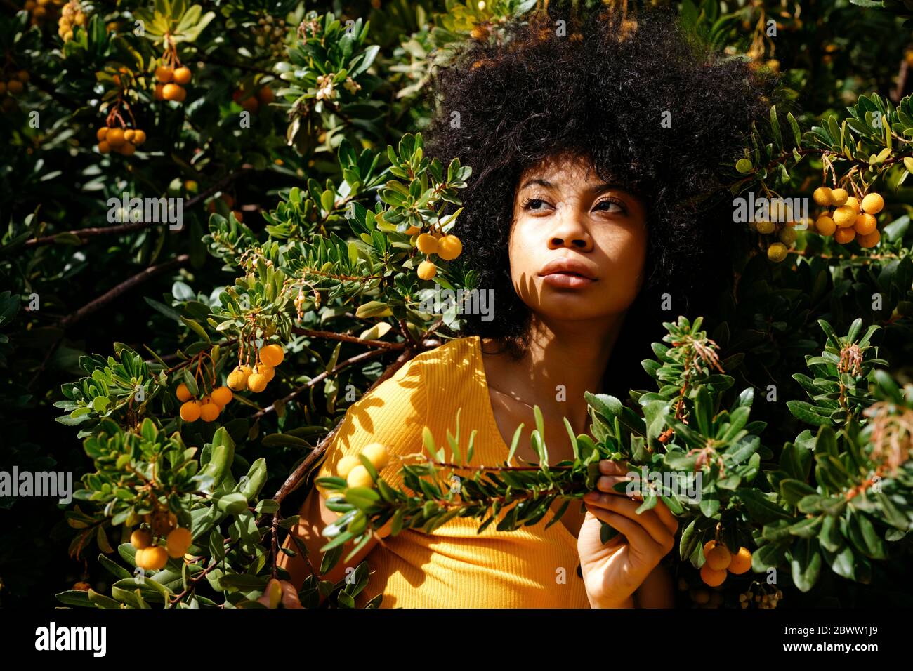 African bush scene hi-res stock photography and images - Alamy