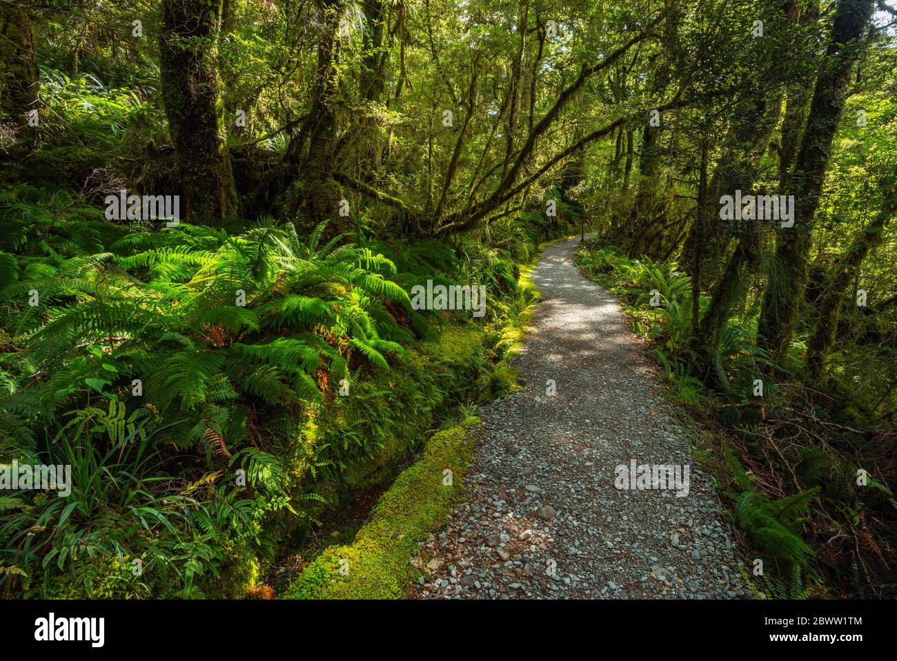 New Zealand, Southland, Te Anau, Empty forest footpath in Fiordland ...
