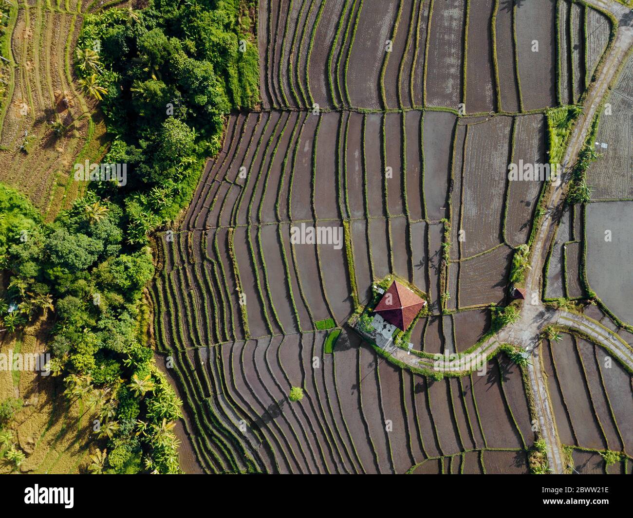Indonesia, Bali, Aerial view of terraced rice paddies Stock Photo - Alamy