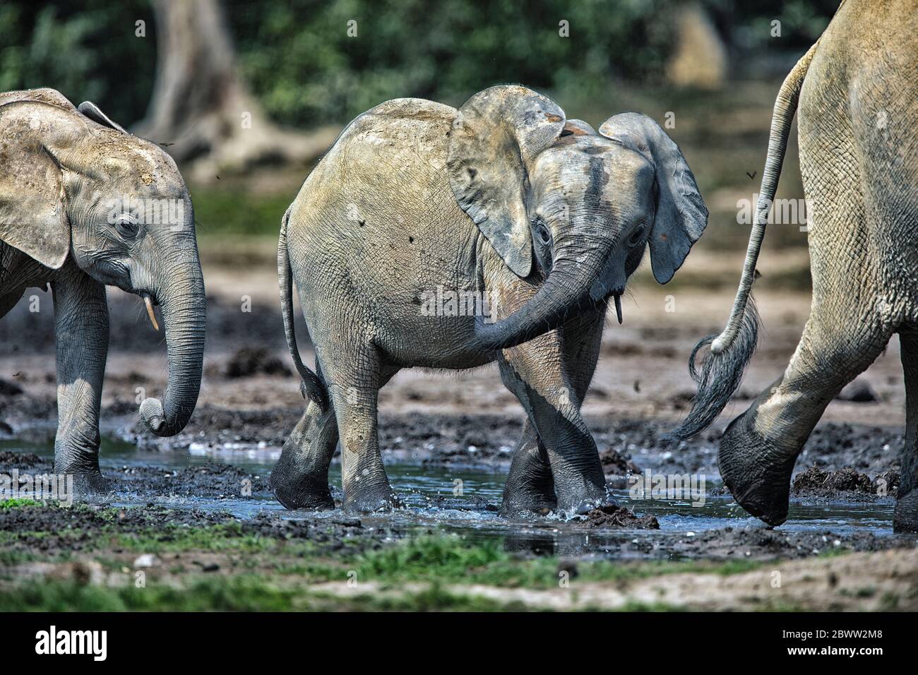 Salt lick hi-res stock photography and images - Alamy