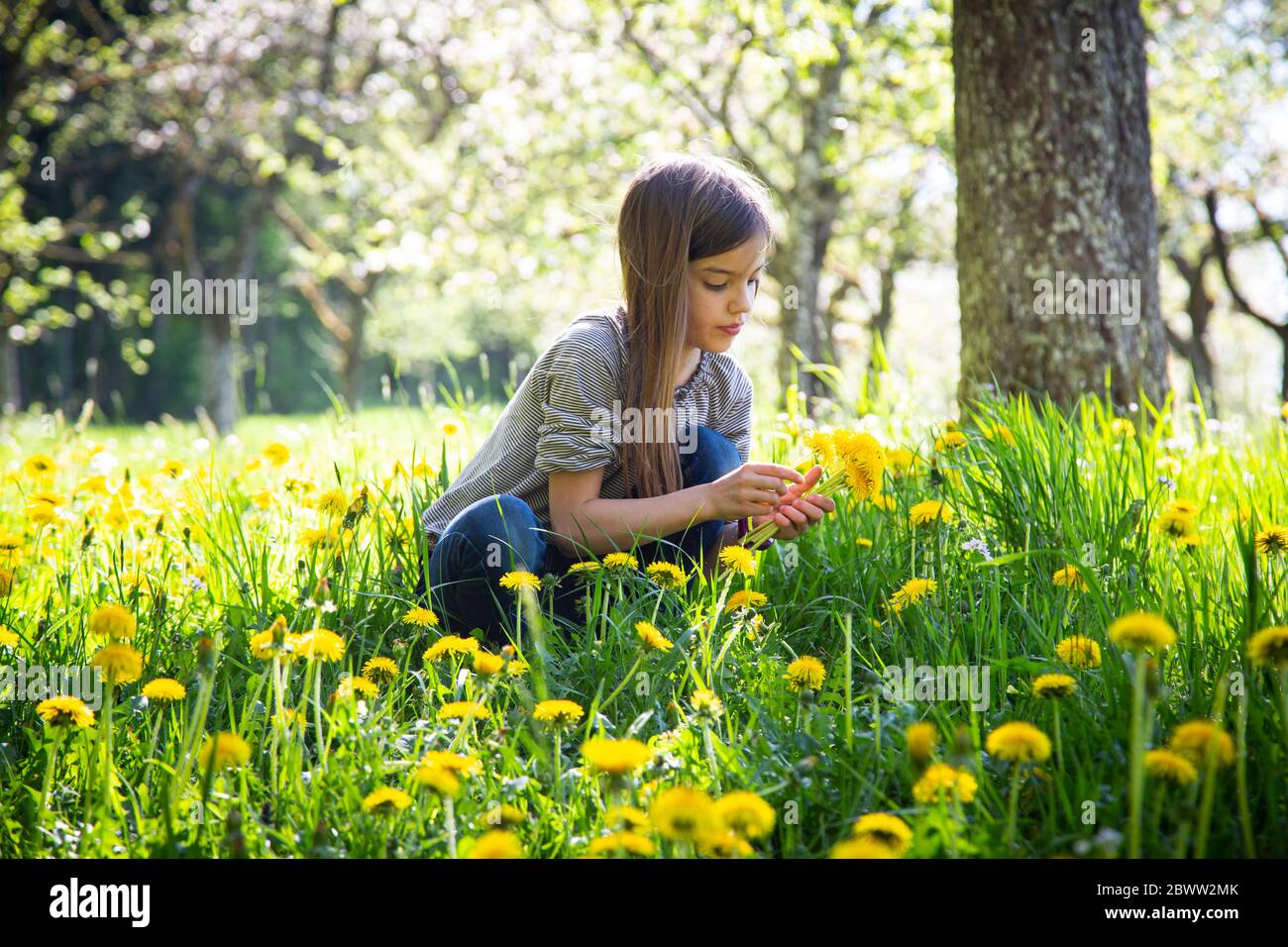 Dandelion flower picking flowers hi-res stock photography and images ...