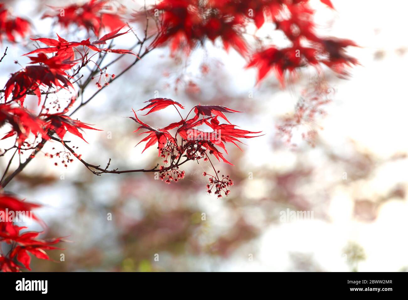 Branches acer palmatum japanese hi-res stock photography and images - Alamy