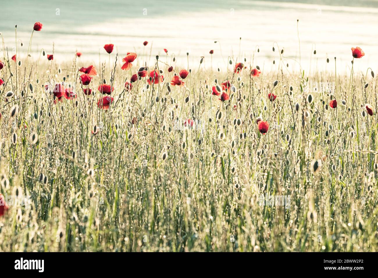 Germany, Corn poppies (Papaver rhoeas) blooming in meadow at dawn Stock ...