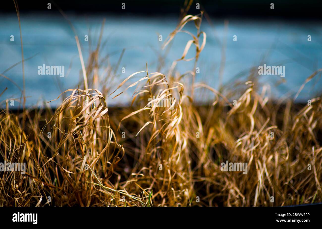 Wilted grass hi-res stock photography and images - Alamy