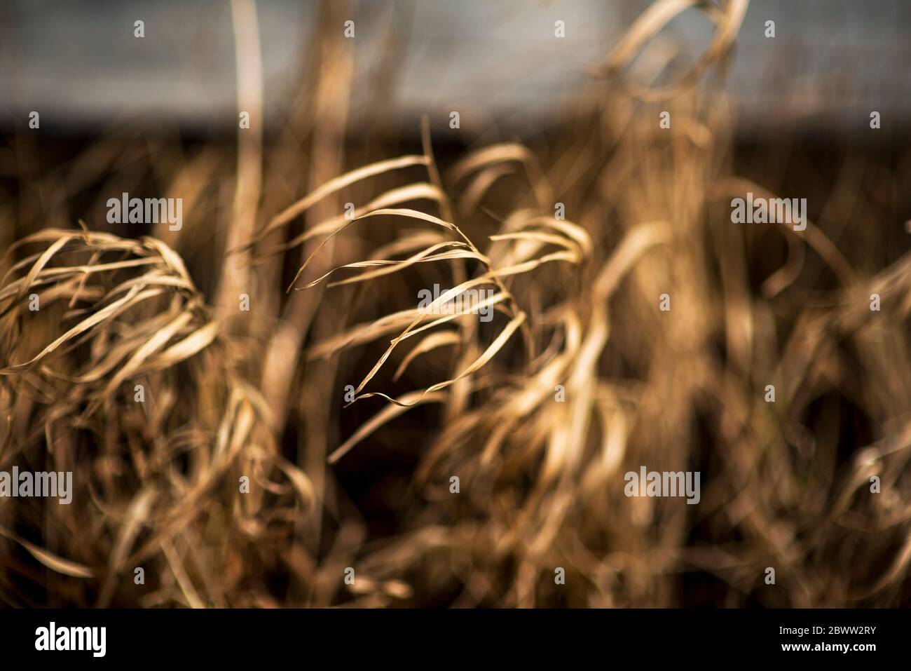 Grain Wilt High Resolution Stock Photography and Images - Alamy
