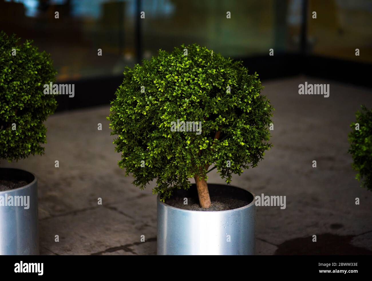 Mini tree hi-res stock photography and images - Alamy