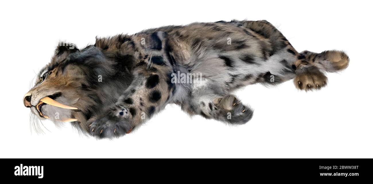 3D rendering of a sabertooth tiger isolated on white background Stock ...