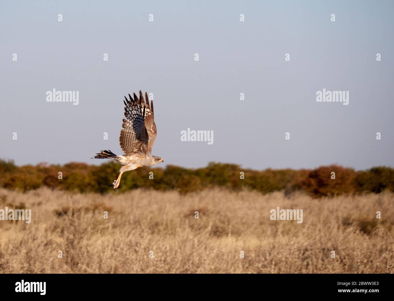 Savannah eagle hi-res stock photography and images - Alamy