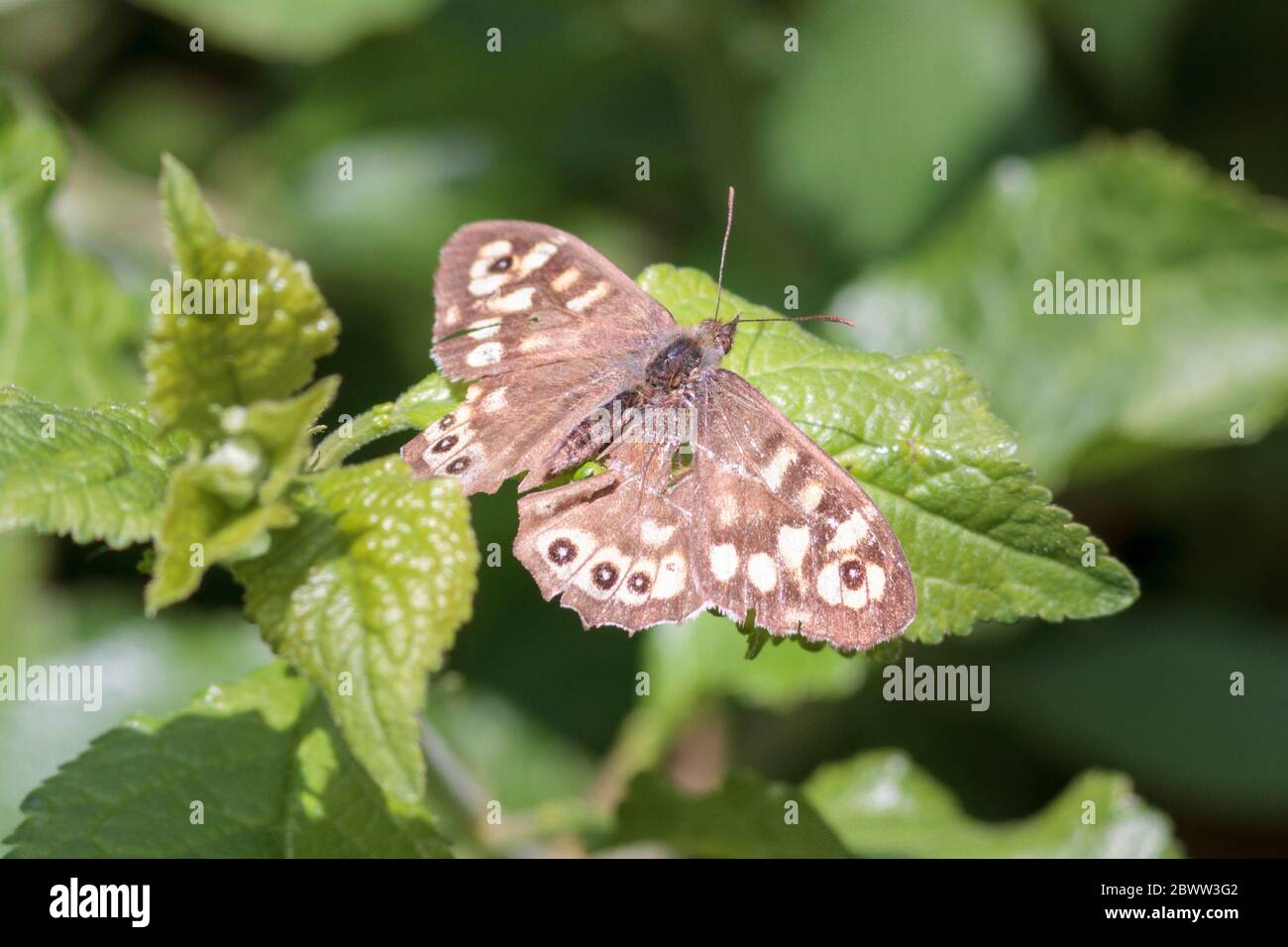 Speckled wood butterflies hi-res stock photography and images - Alamy
