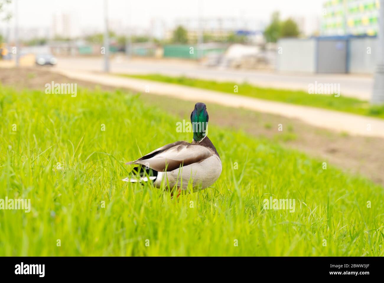 Mallard duck goes on the road. danger of running over animals in the ...