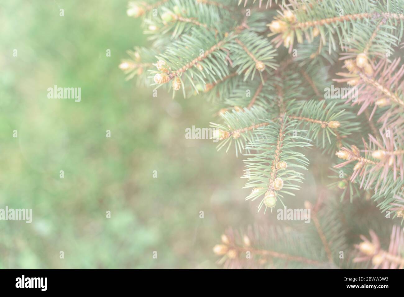 New Year's background with branches of spruce Stock Photo - Alamy
