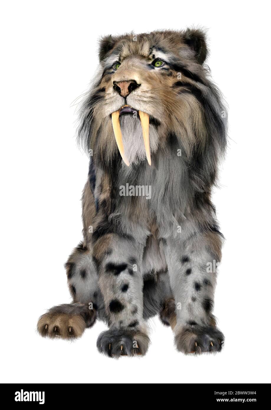 3D rendering of a sabertooth tiger isolated on white background Stock ...