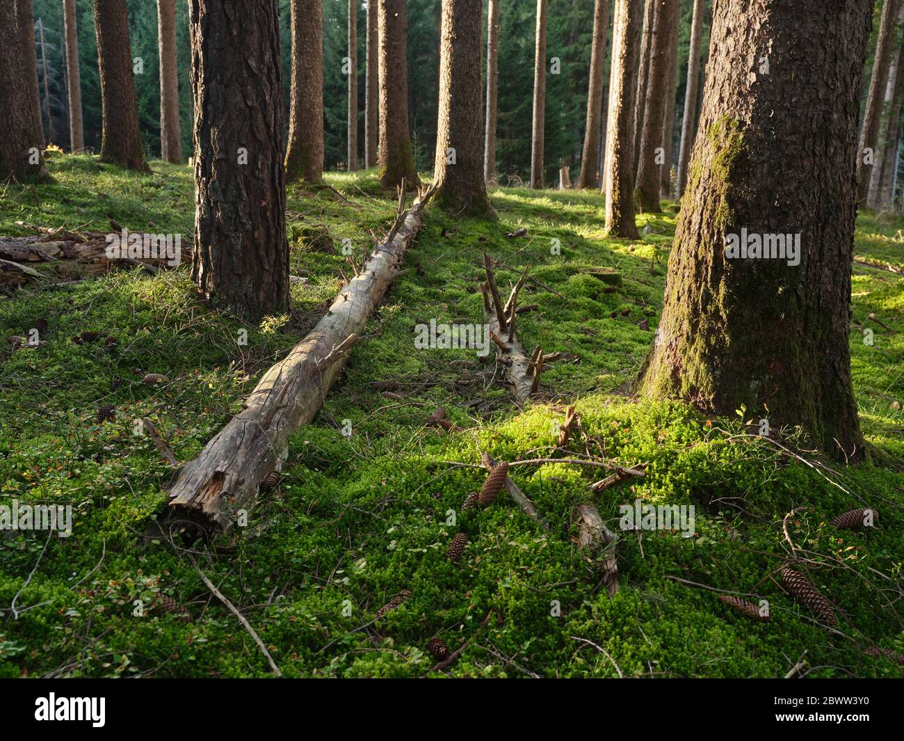 Austria, Tyrol, Lans, Fallen tree lying on mossy forest floor Stock ...