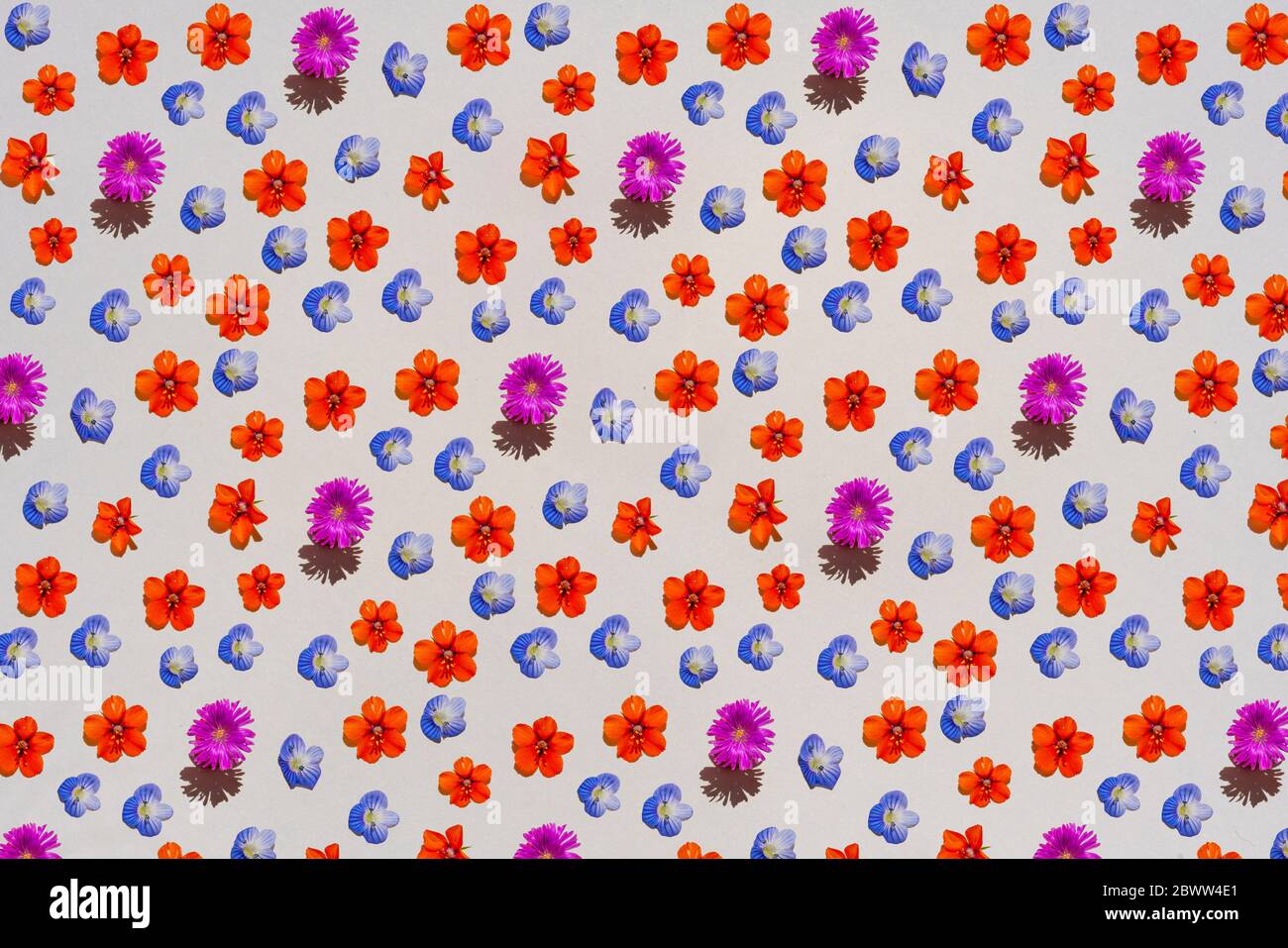 Pattern of colorful flower heads Stock Photo - Alamy