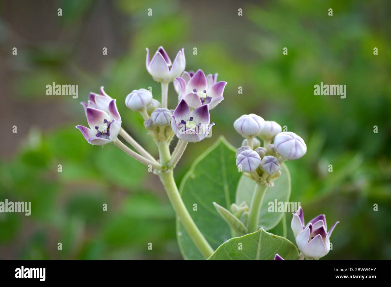Crown flower (Calotropis gigantea) in the garden Stock Photo - Alamy
