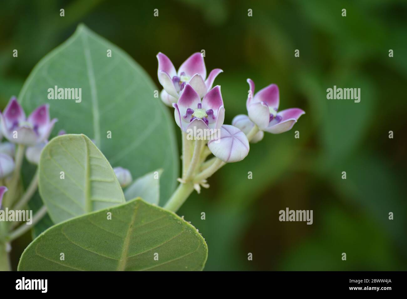 Crown flower (Calotropis gigantea) in the garden Stock Photo - Alamy