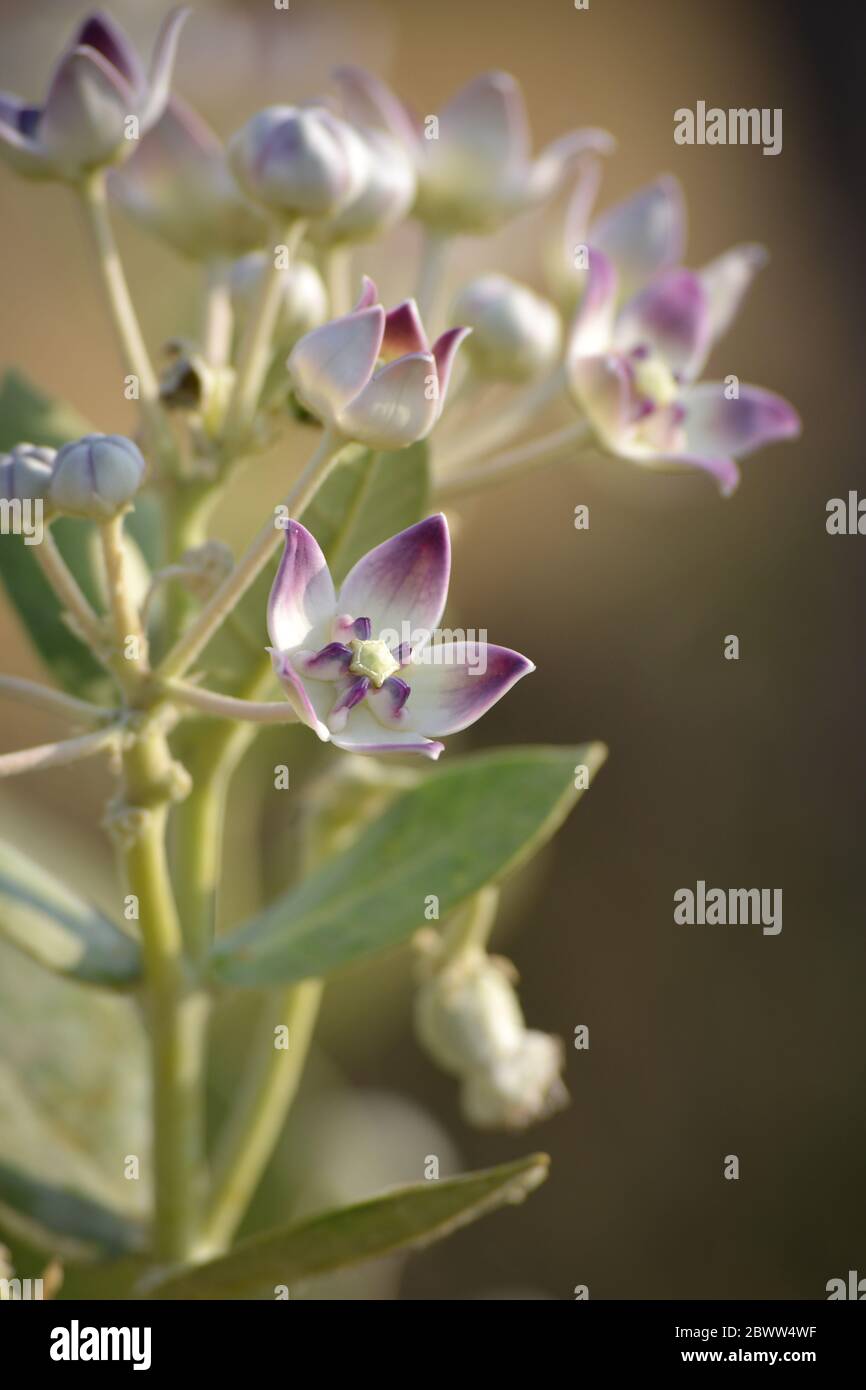 Crown flower (Calotropis gigantea) in the garden Stock Photo - Alamy