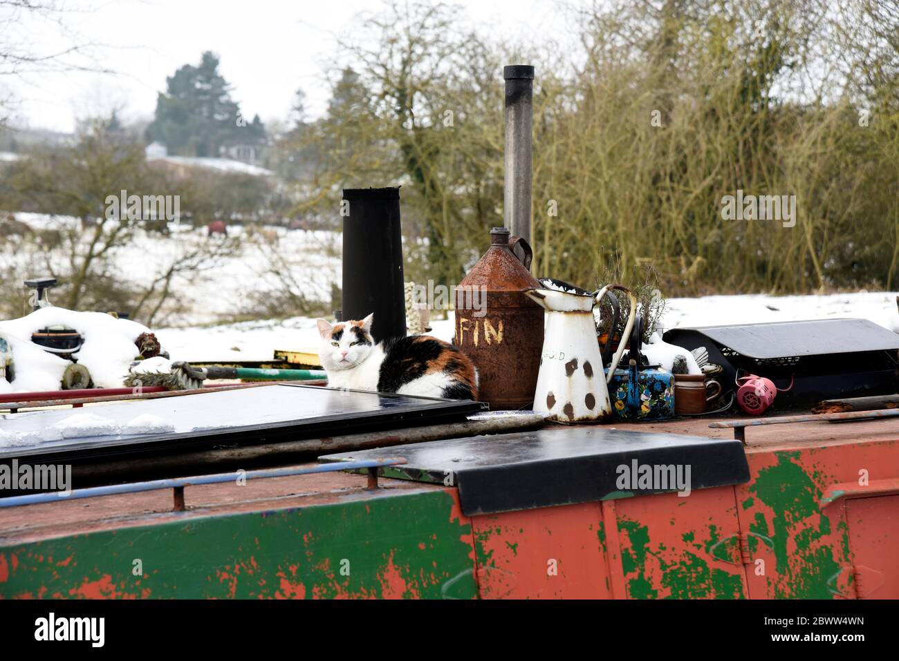 Cat on canal barge roof, Kennet and Avon Canal, Wiltshire, England, UK ...
