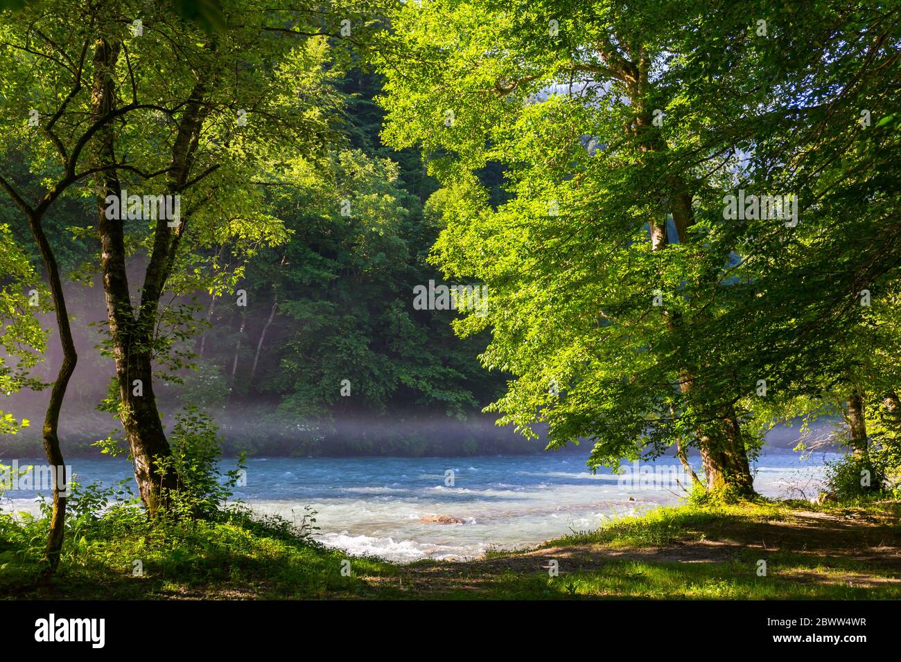 Beautiful sunny morning at the forest with the river Stock Photo - Alamy