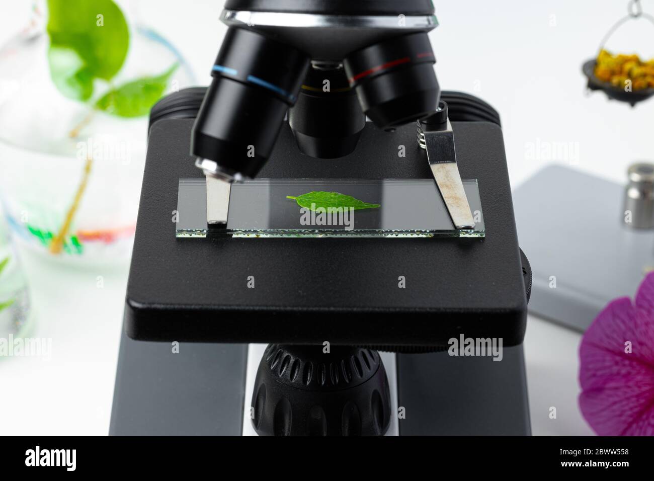 Close up of a plant leaf on a glass slide in a microscope ...