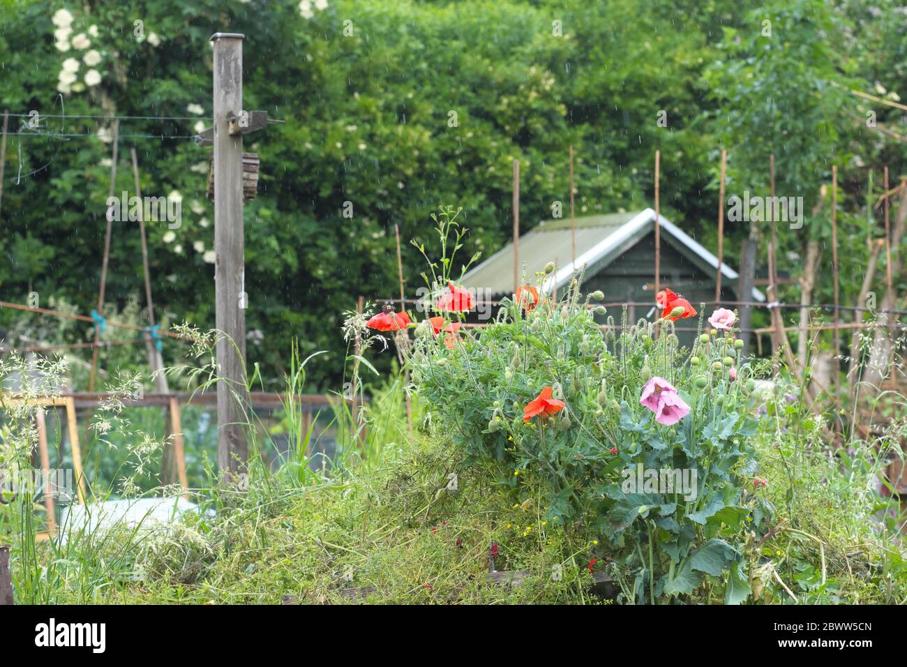 Waste flowers hi-res stock photography and images - Alamy
