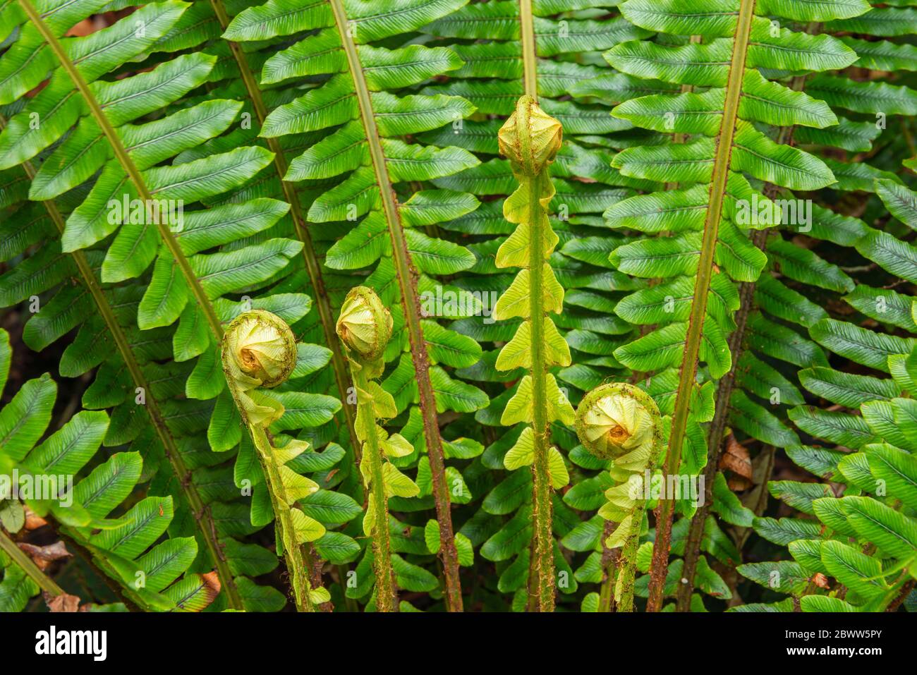 Curled ferns hi-res stock photography and images - Alamy