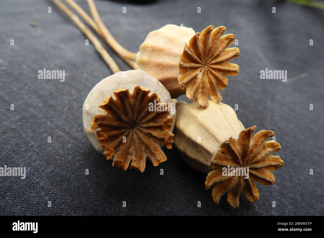 Dried seed pods hi-res stock photography and images - Alamy