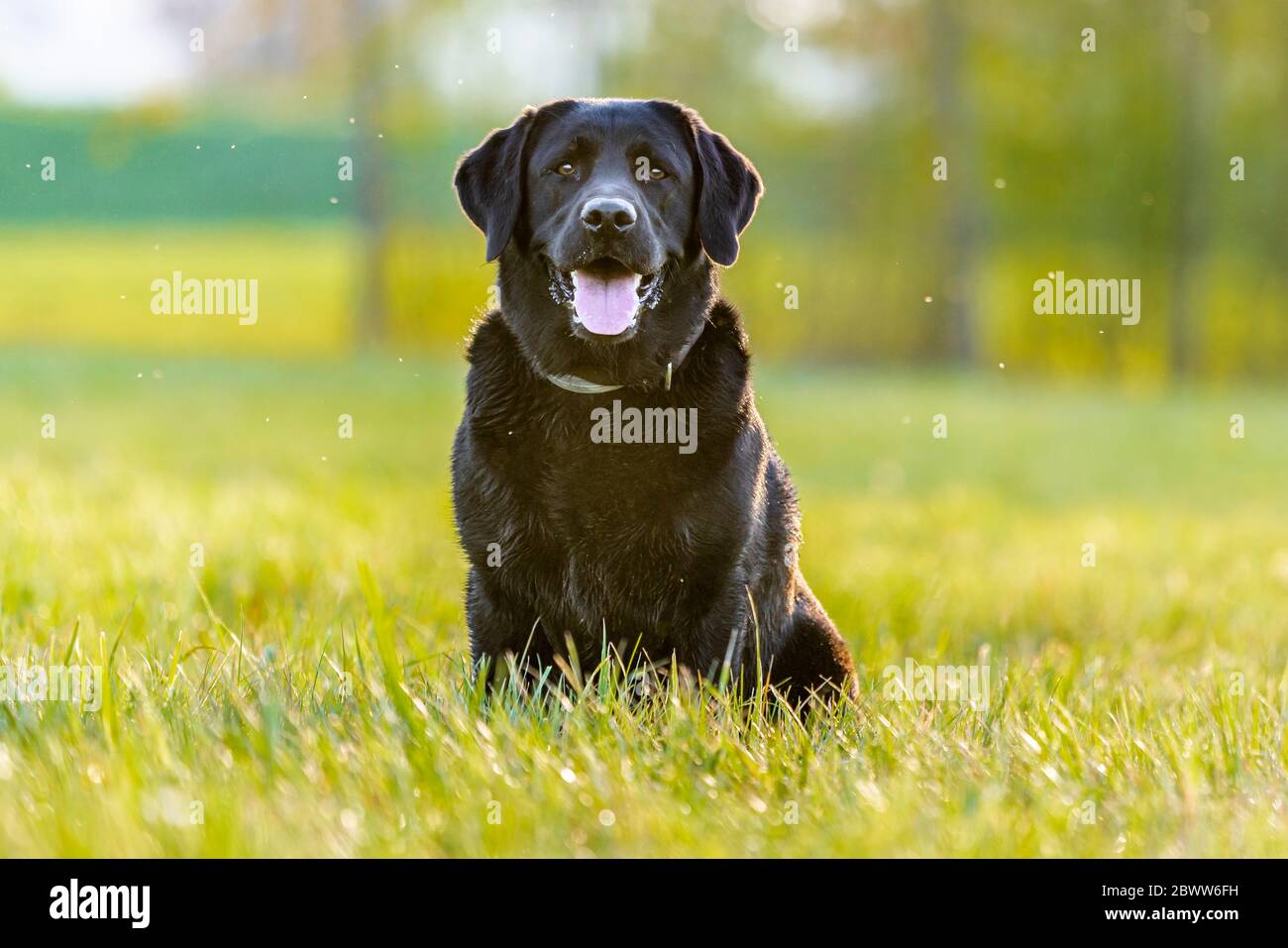 Sitting black labrador retriever hi-res stock photography and images ...