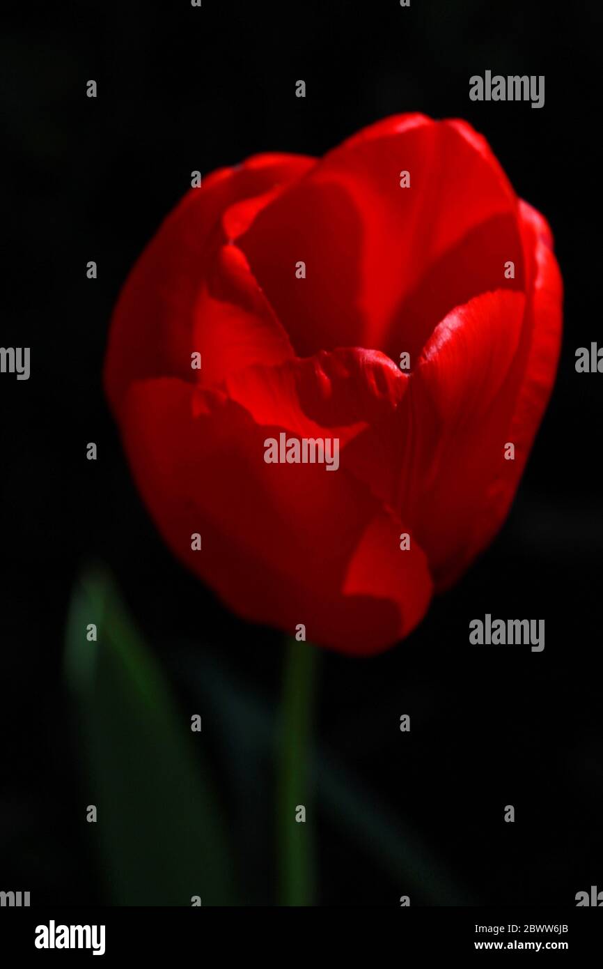 Red tulip flower Stock Photo - Alamy