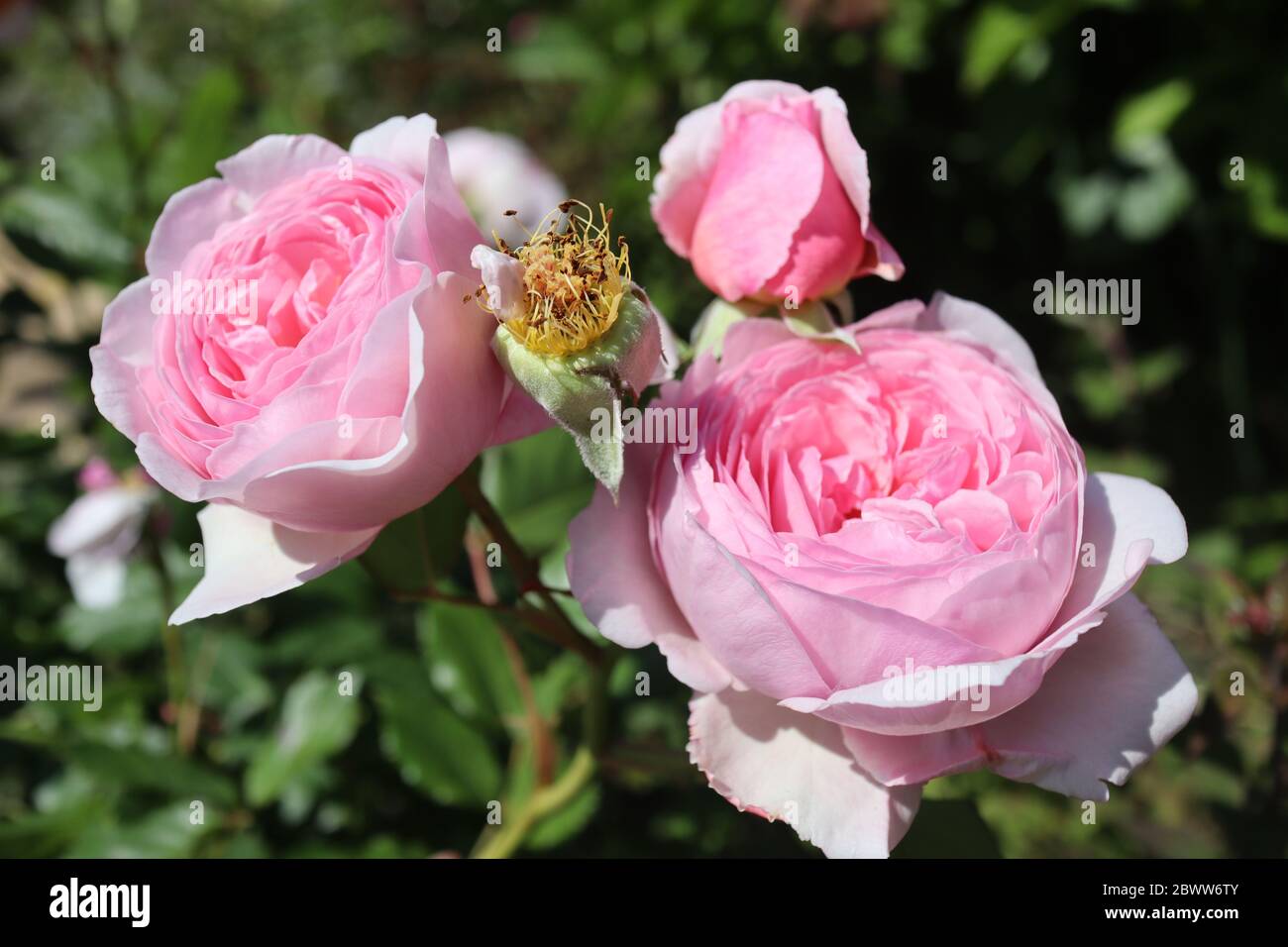 Pink rose Geoff Hamilton Stock Photo - Alamy